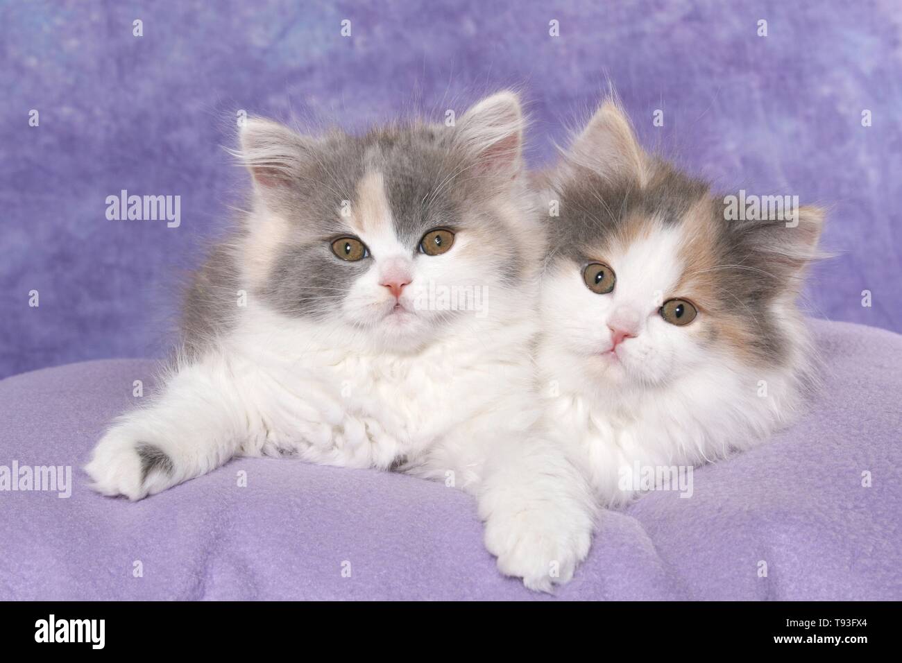 2 German Longhair Kitten Stock Photo - Alamy