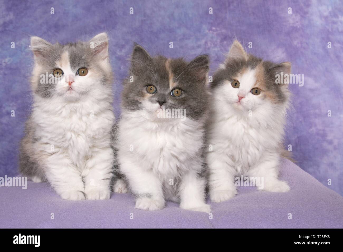 3 German Longhair Kitten Stock Photo - Alamy