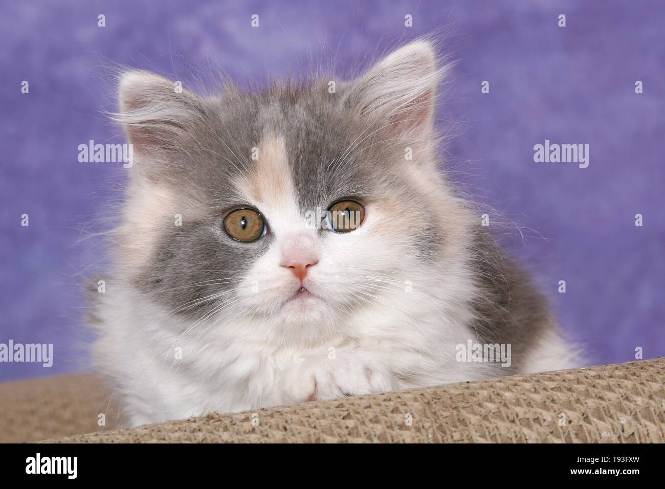 German Longhair Kitten Stock Photo - Alamy
