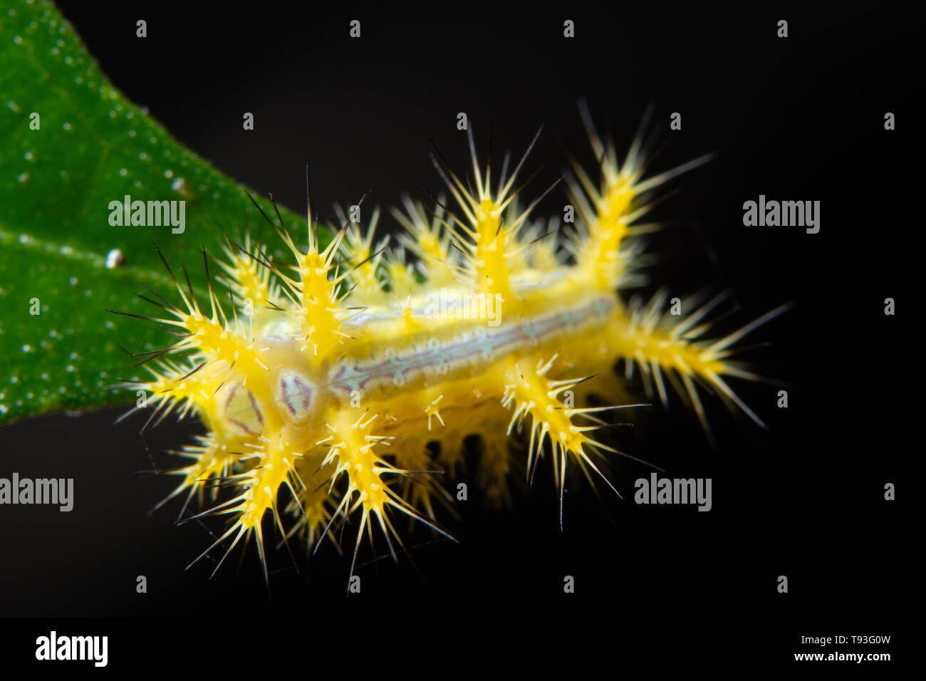 Beautiful macro worm on the plant Stock Photo - Alamy