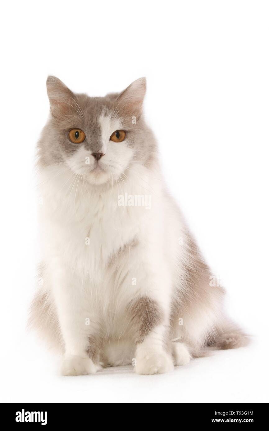 Lilac highlander Cut Out Stock Images & Pictures - Alamy