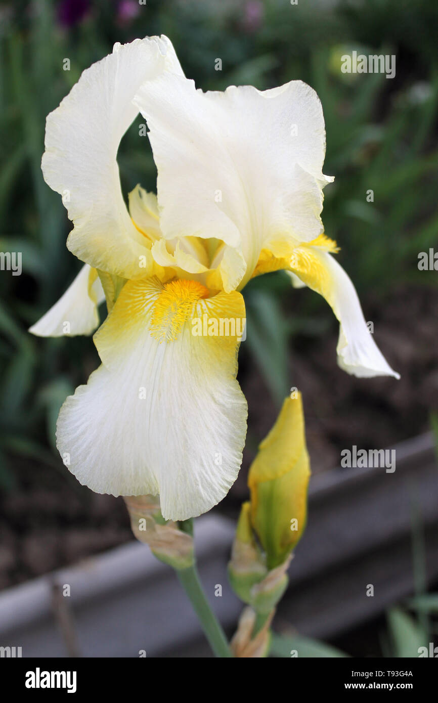Beautiful purple flower in bloom on a crisp spring morning,The iris ...