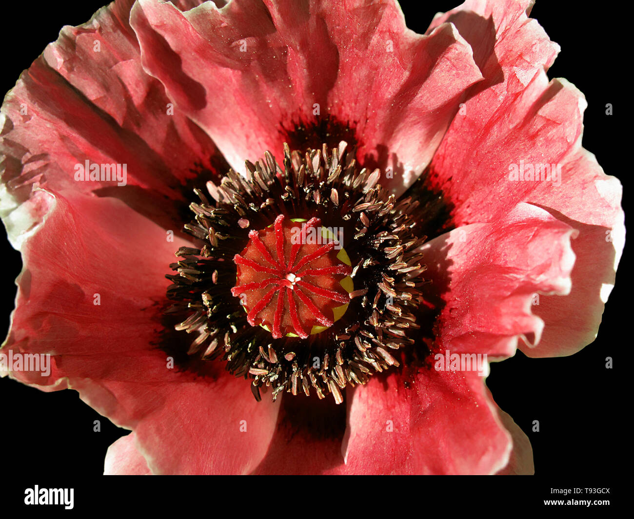 Black opium poppy hi-res stock photography and images - Alamy