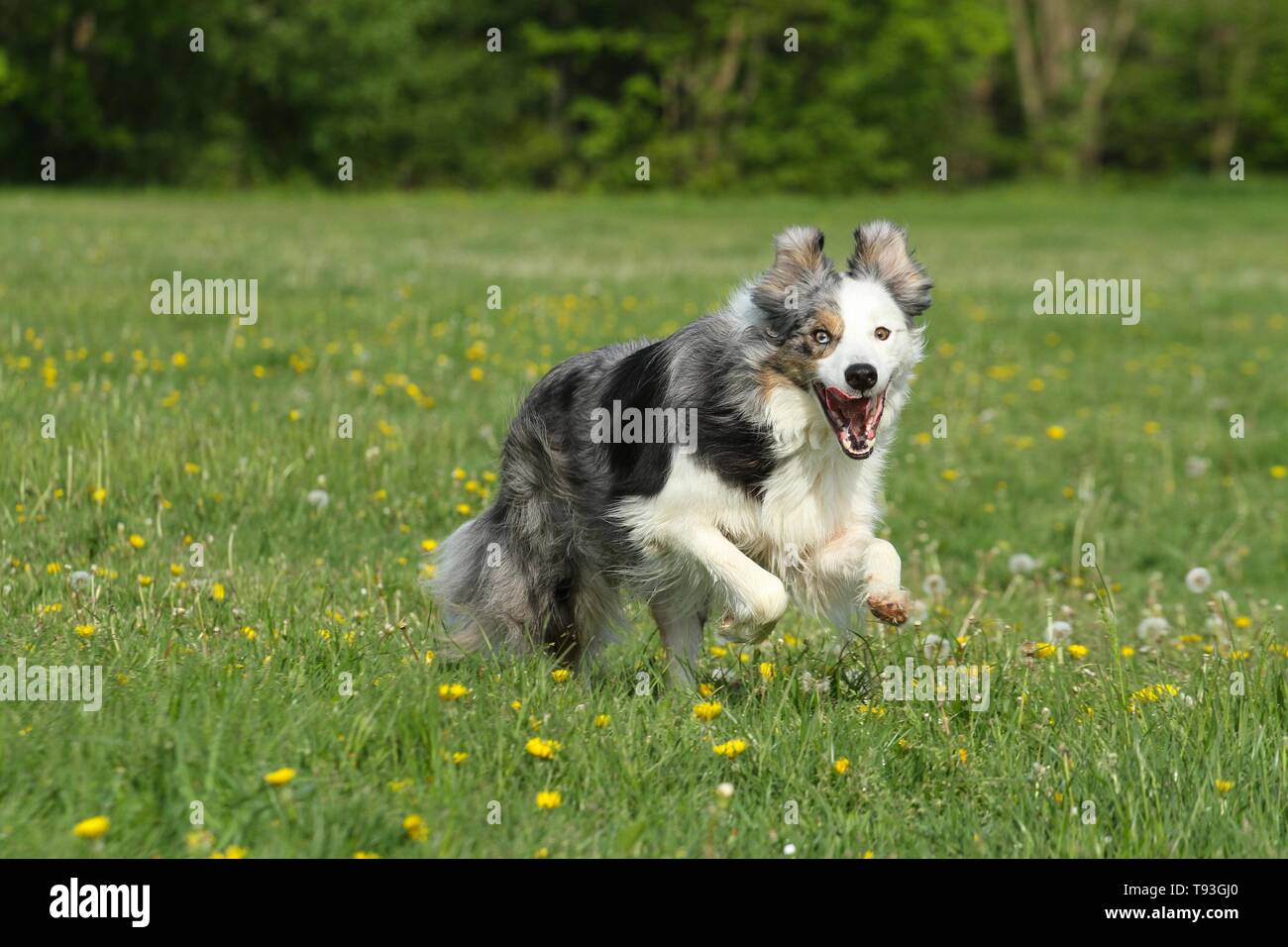 running Border Collie Stock Photo - Alamy