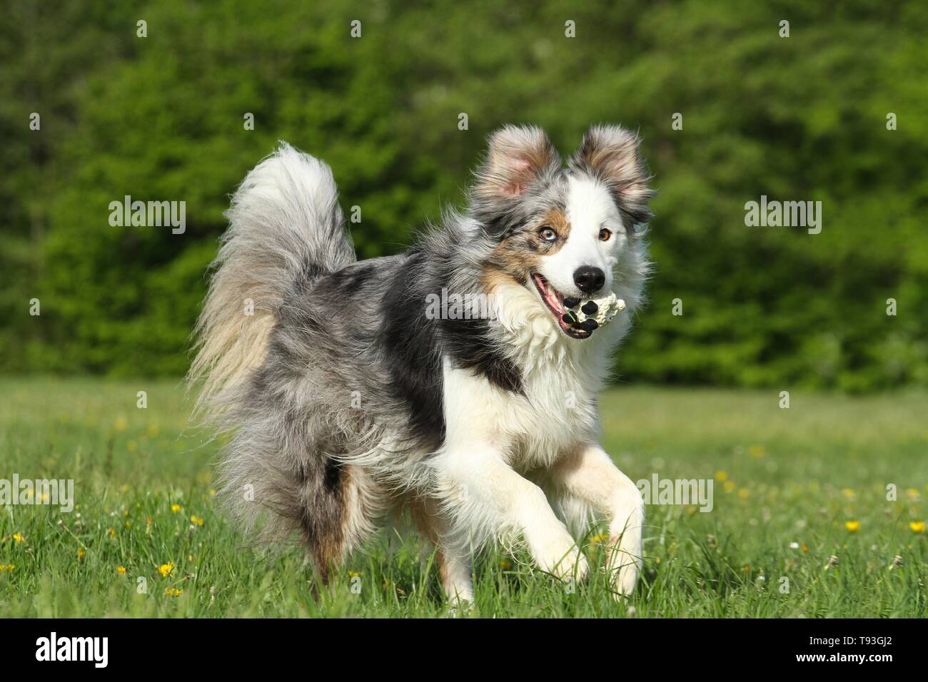 playing Border Collie Stock Photo - Alamy