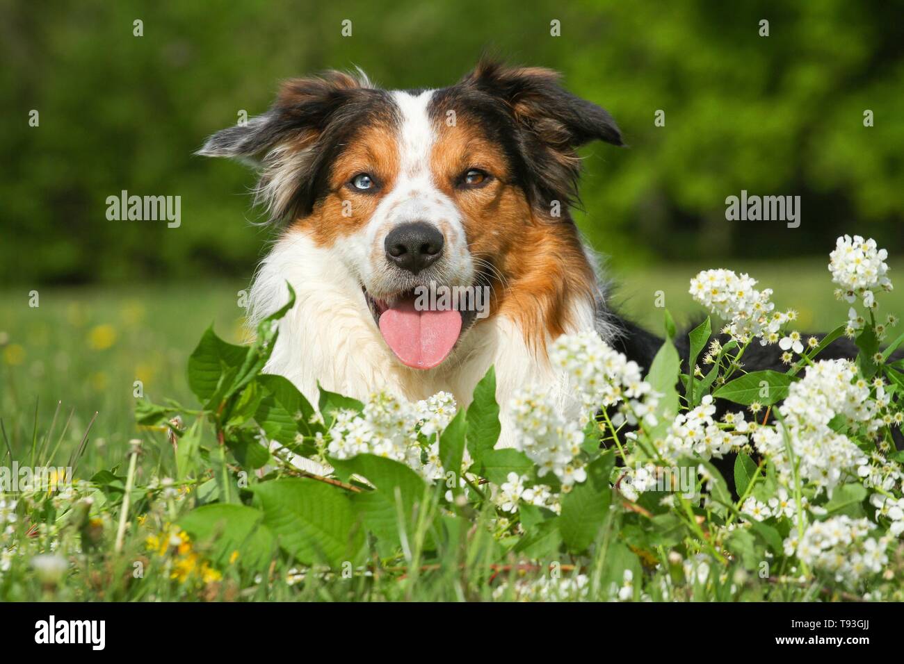 Border collie australian shepherd hi-res stock photography and images ...