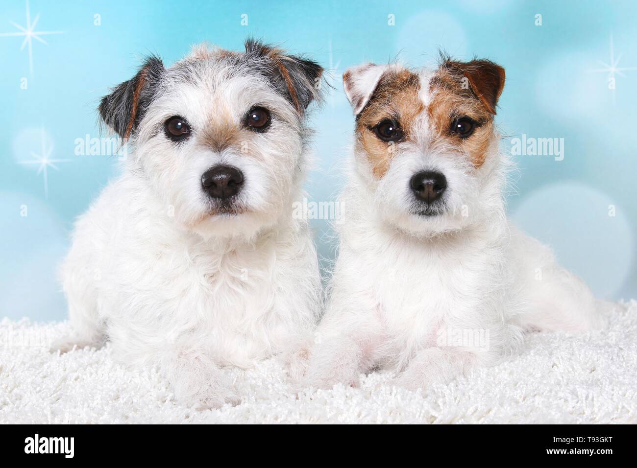 Jack & Parson Russell Terrier Stock Photo - Alamy