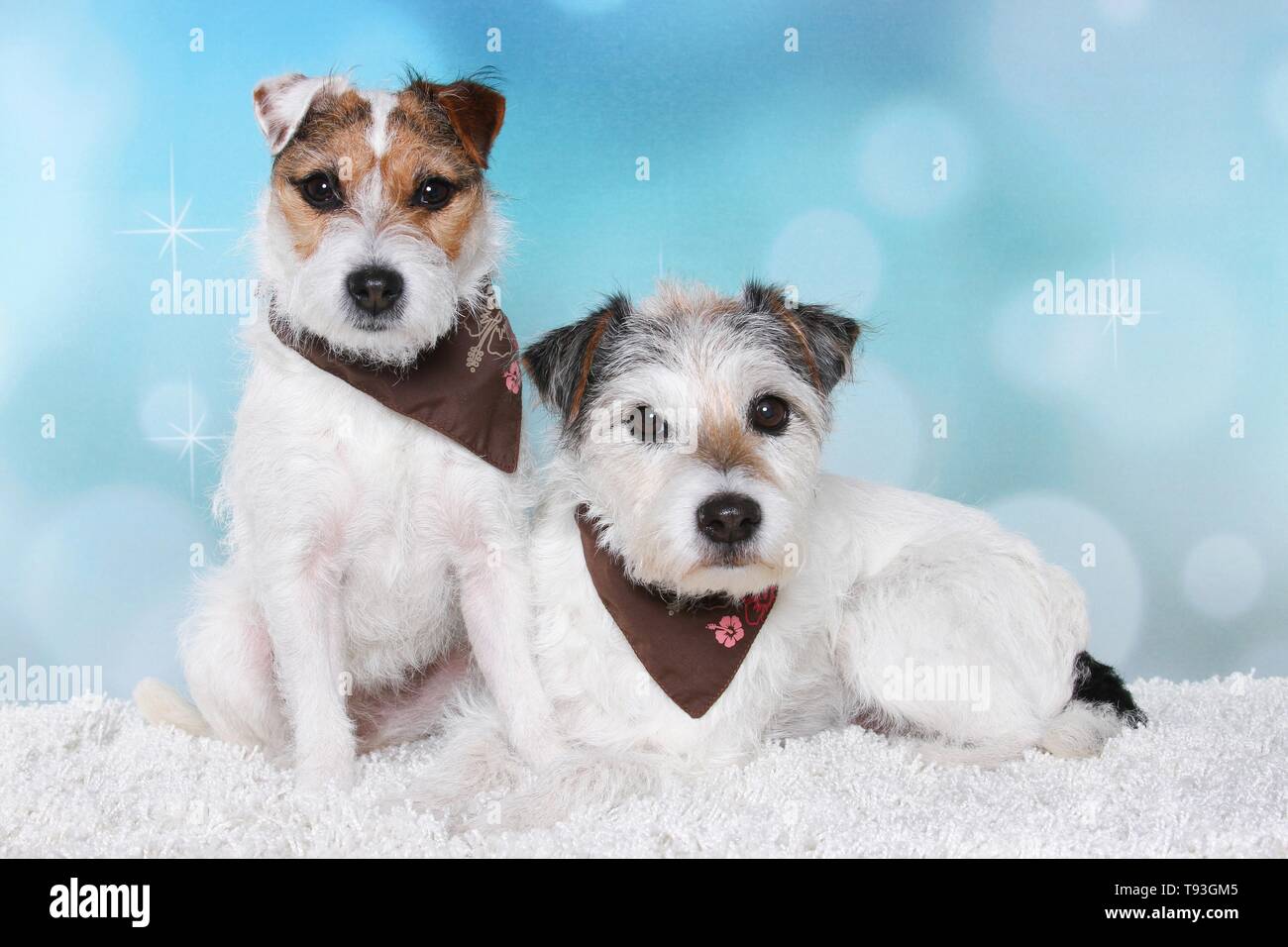 Jack & Parson Russell Terrier Stock Photo - Alamy