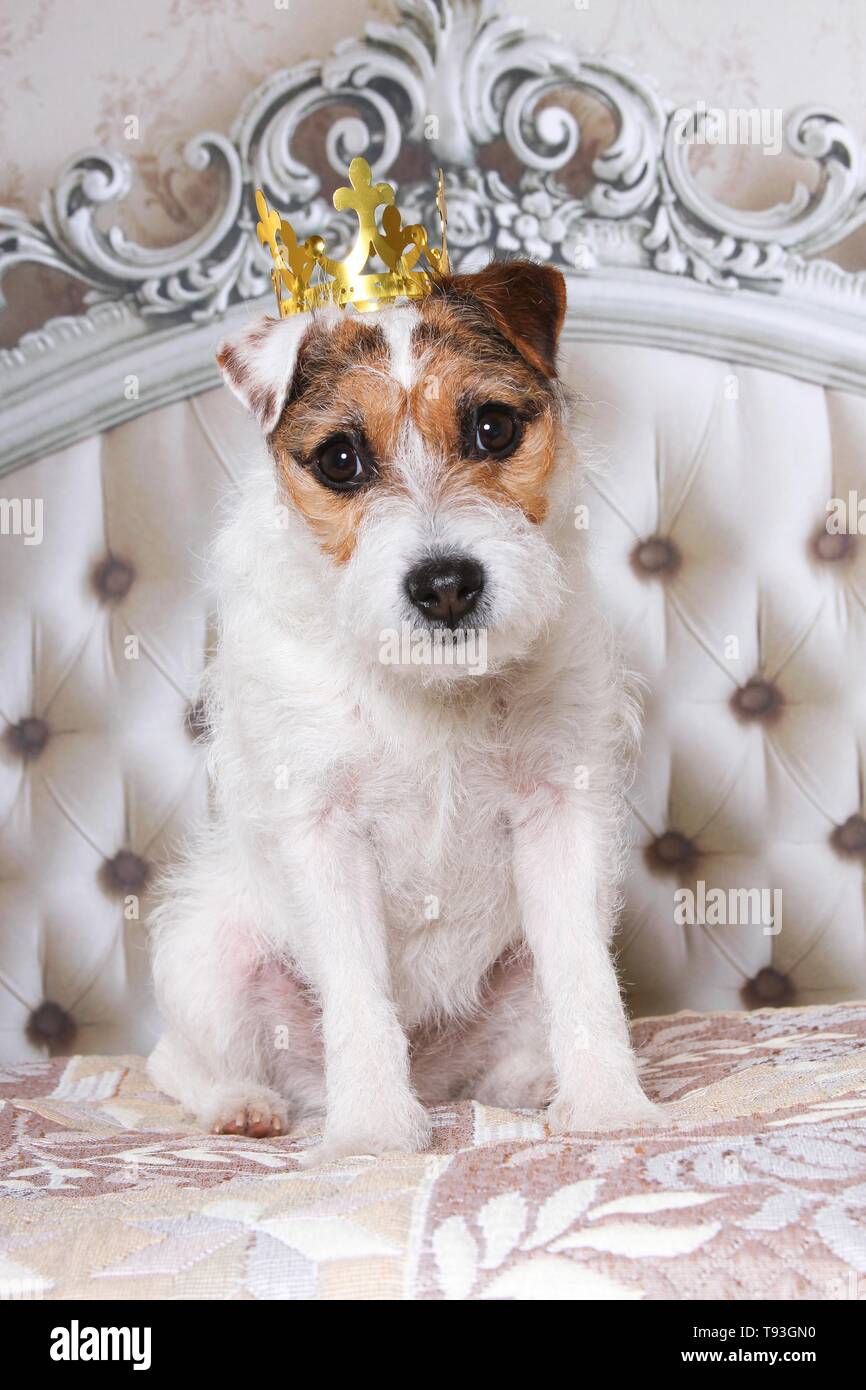 sitting Jack Russell Terrier Stock Photo - Alamy