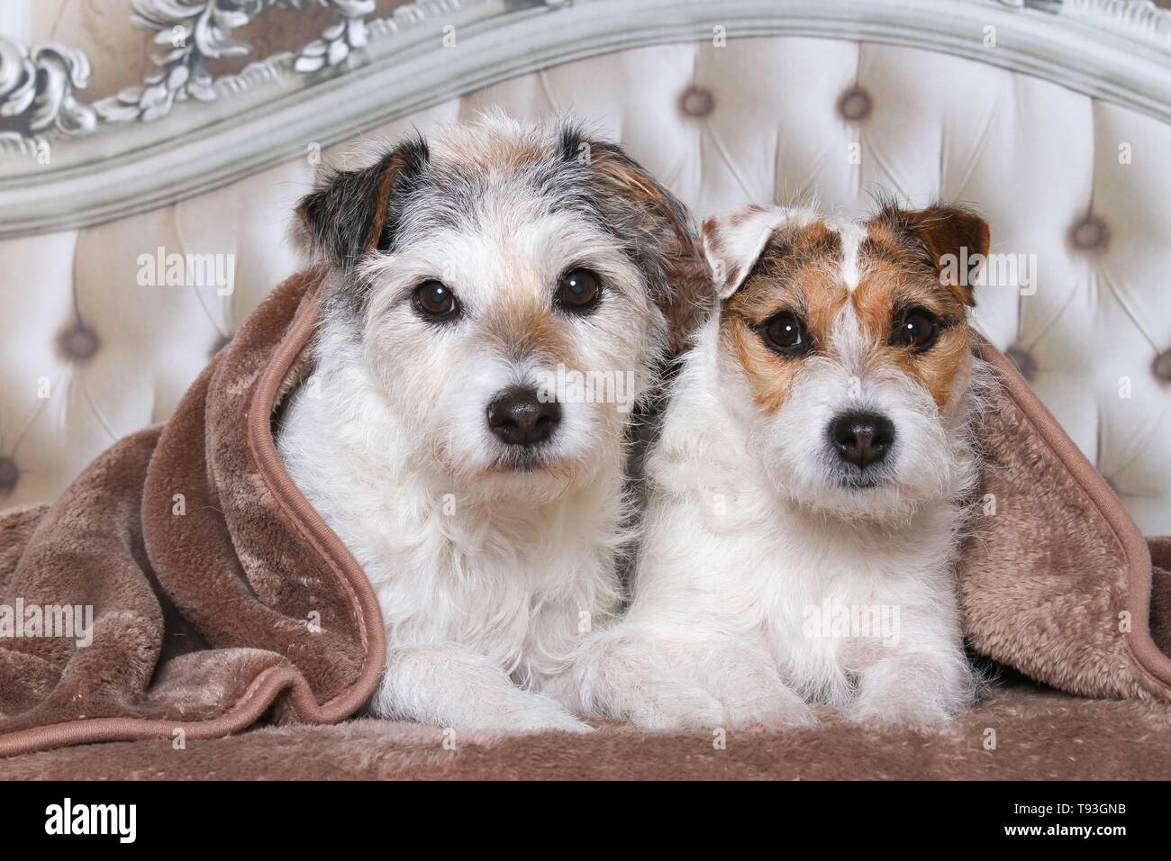 Jack & Parson Russell Terrier Stock Photo - Alamy