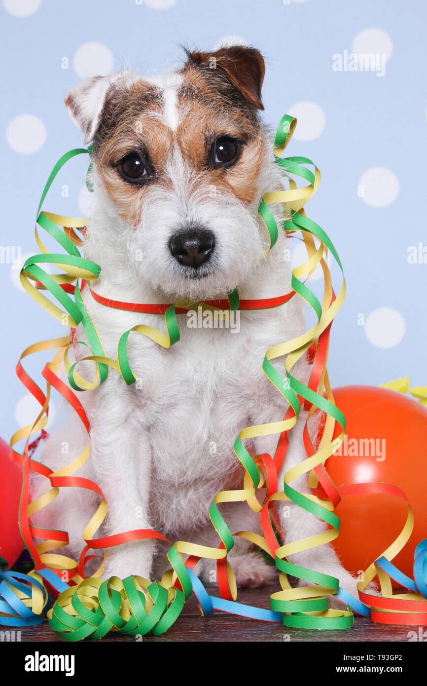 sitting Jack Russell Terrier Stock Photo - Alamy