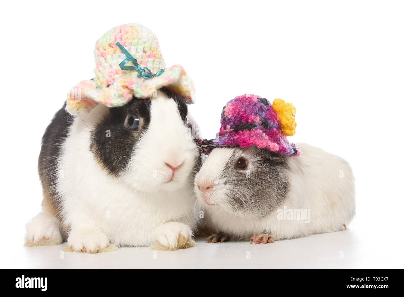 Two dwarf rabbits guinea pig hi-res stock photography and images - Alamy