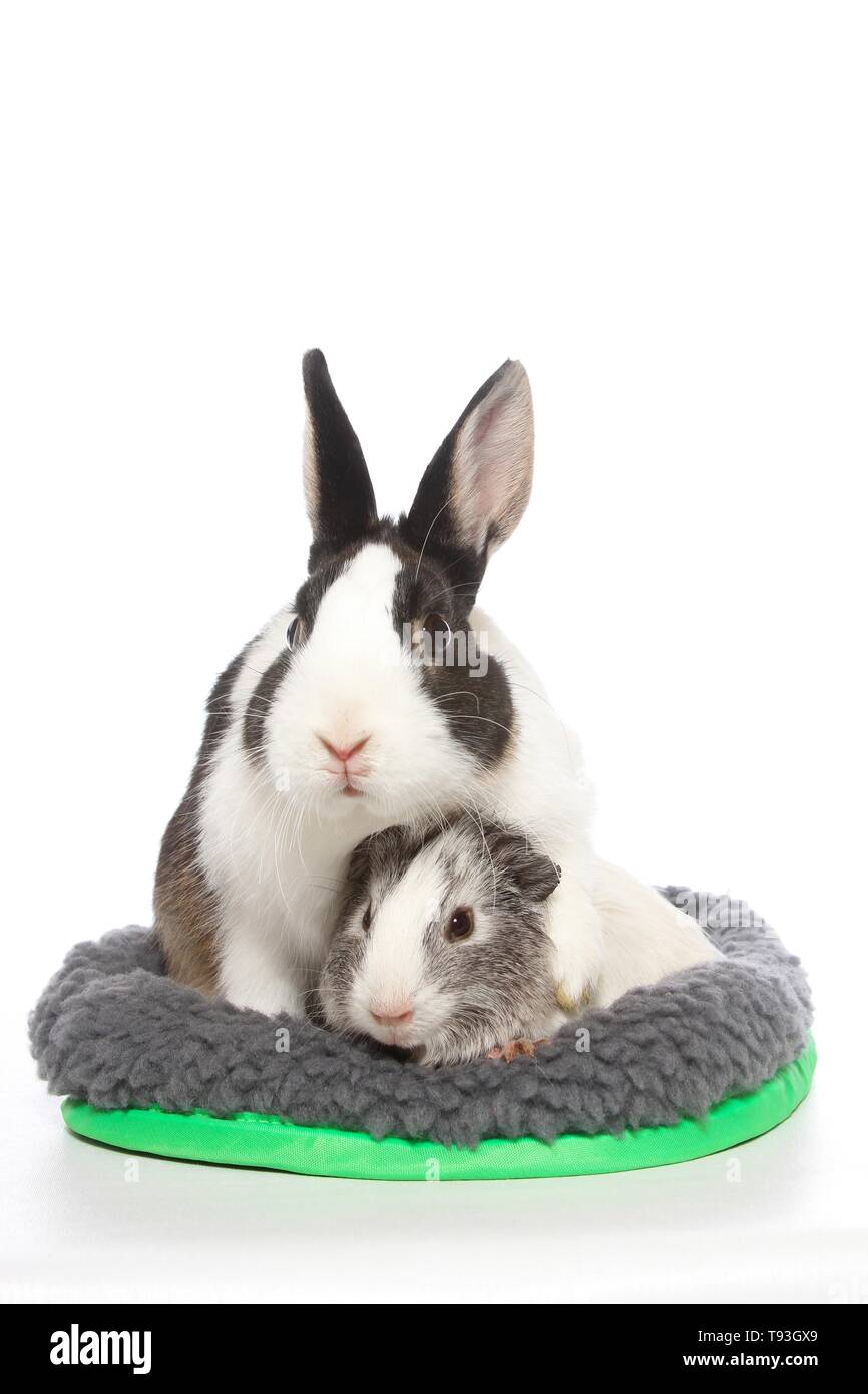 Netherland Dwarf and Smooth-haired Guinea Pig Stock Photo - Alamy