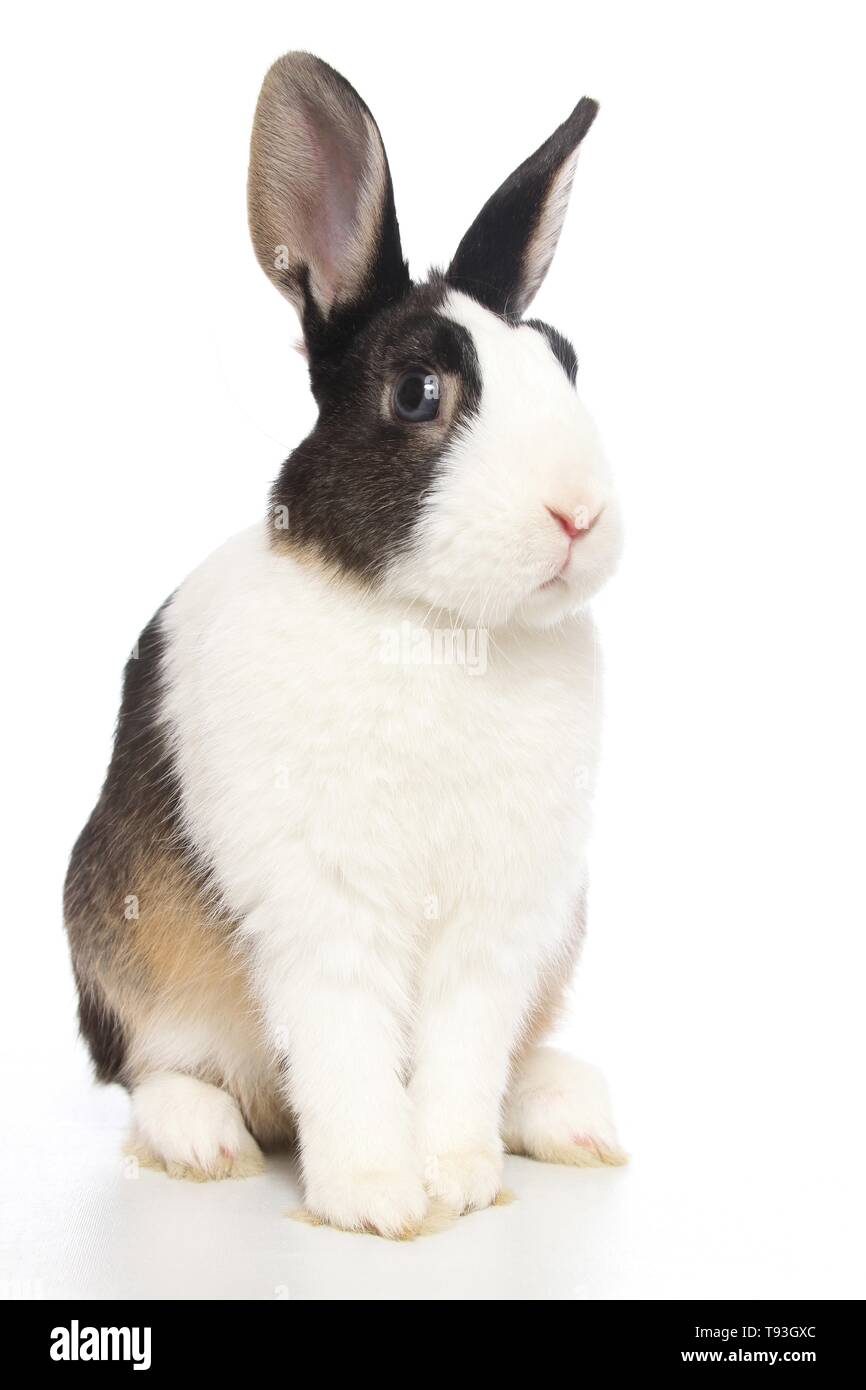 Blue eyed rabbit hi-res stock photography and images - Alamy