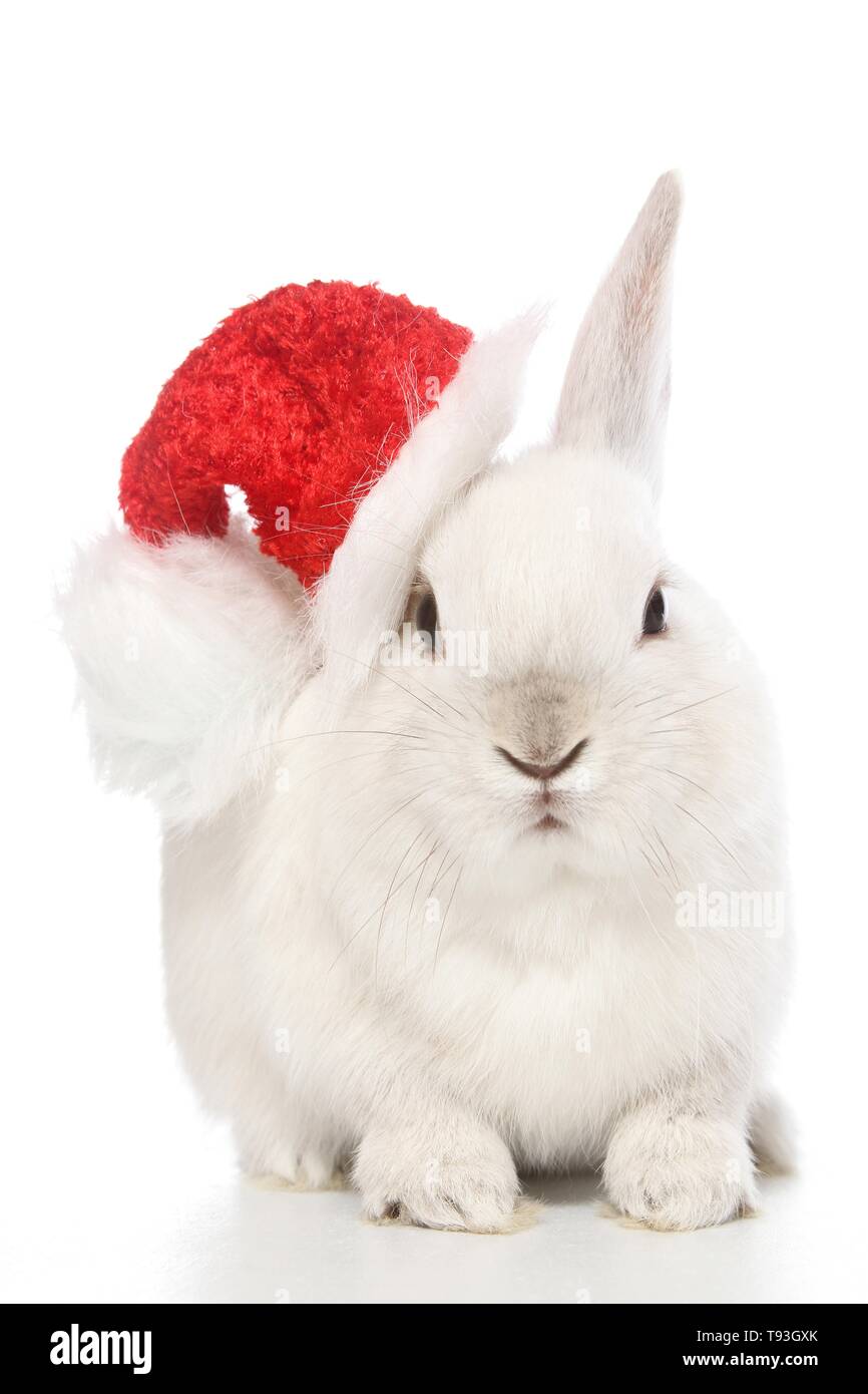 White rabbit and hat cut out hi-res stock photography and images - Alamy