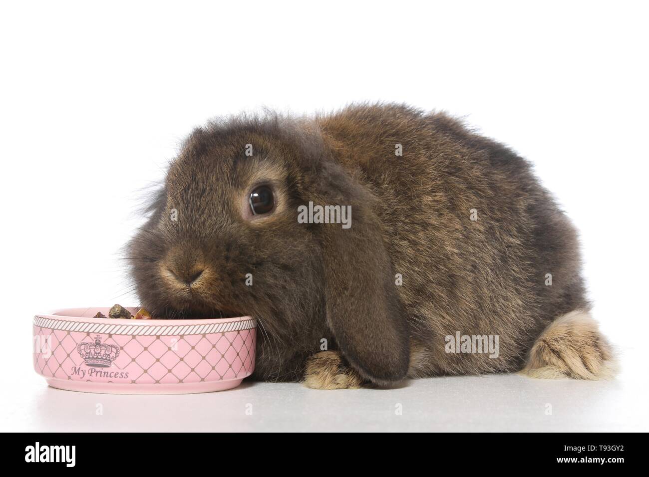 Teddy dwarf rabbits hi-res stock photography and images - Alamy