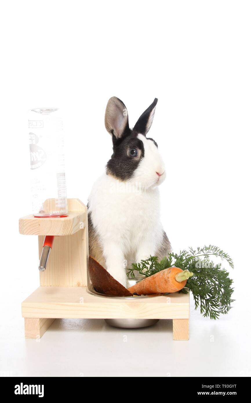 Rabbits drinking water hi-res stock photography and images - Alamy