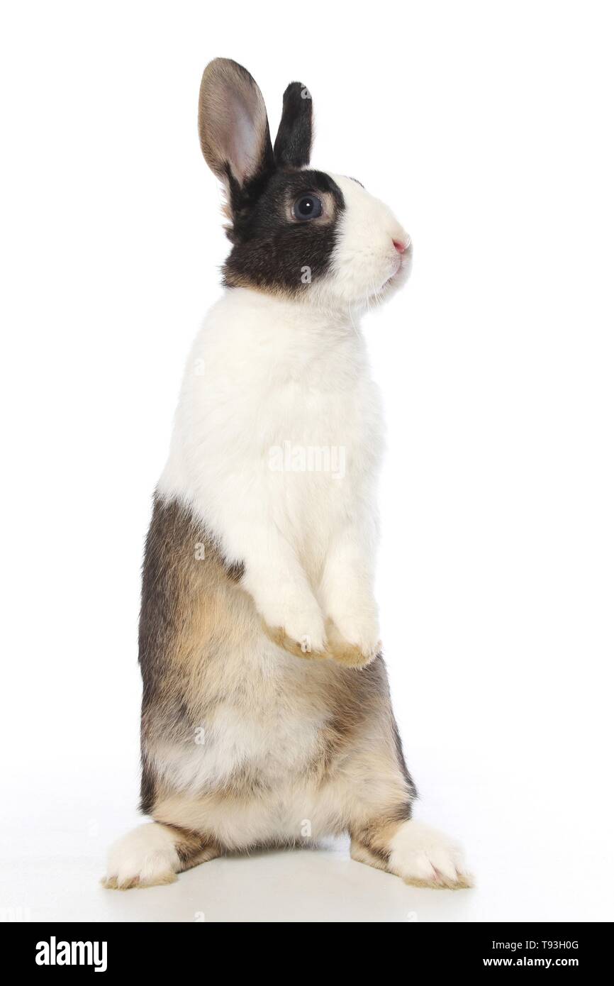 Blue eyed rabbit hi-res stock photography and images - Alamy