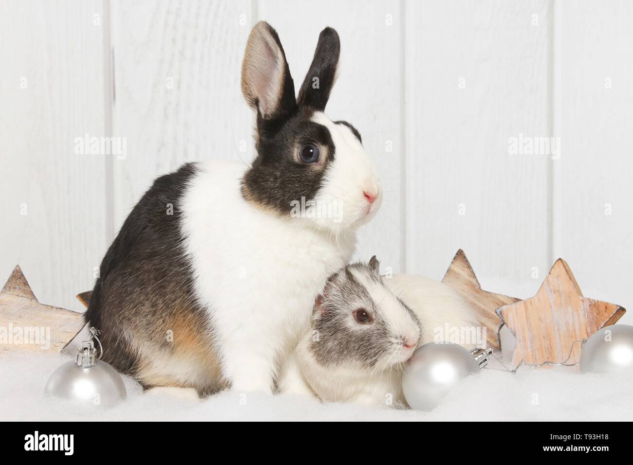 Two dwarf rabbits guinea pig hi-res stock photography and images - Alamy