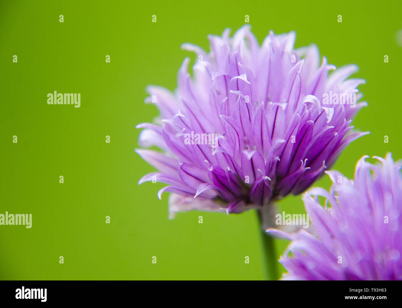 Detailed flower photography hi-res stock photography and images - Alamy