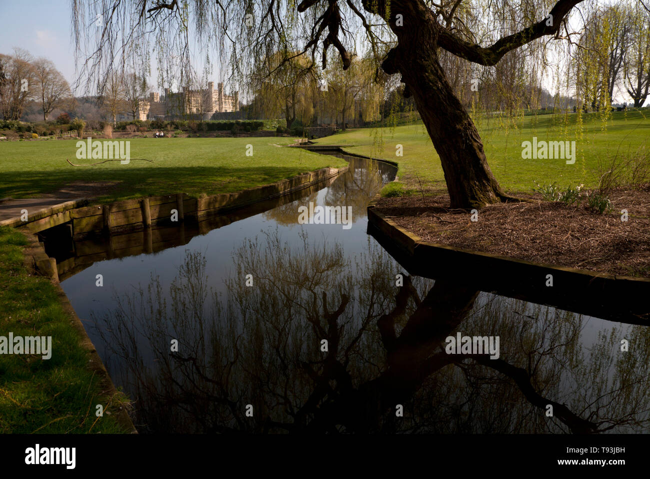 cedar lawn leeds castle maidstone kent england Stock Photo - Alamy