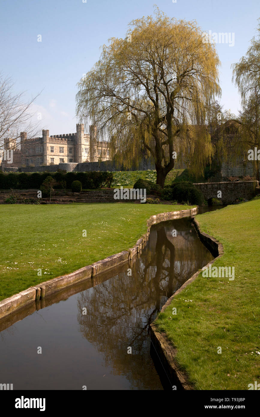 cedar lawn leeds castle maidstone kent england Stock Photo - Alamy