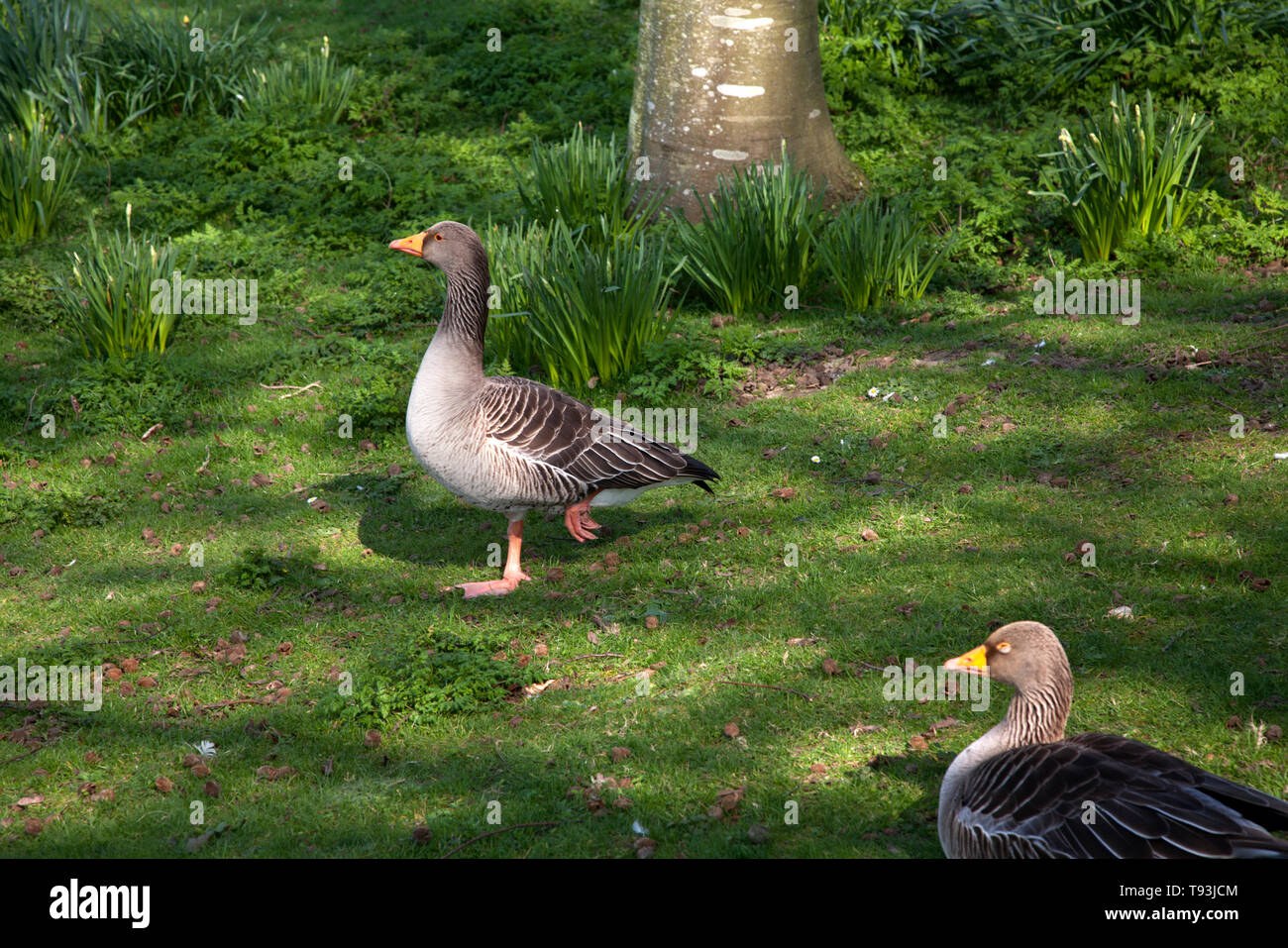 pink footed goose leeds castle maidstone kent england Stock Photo - Alamy