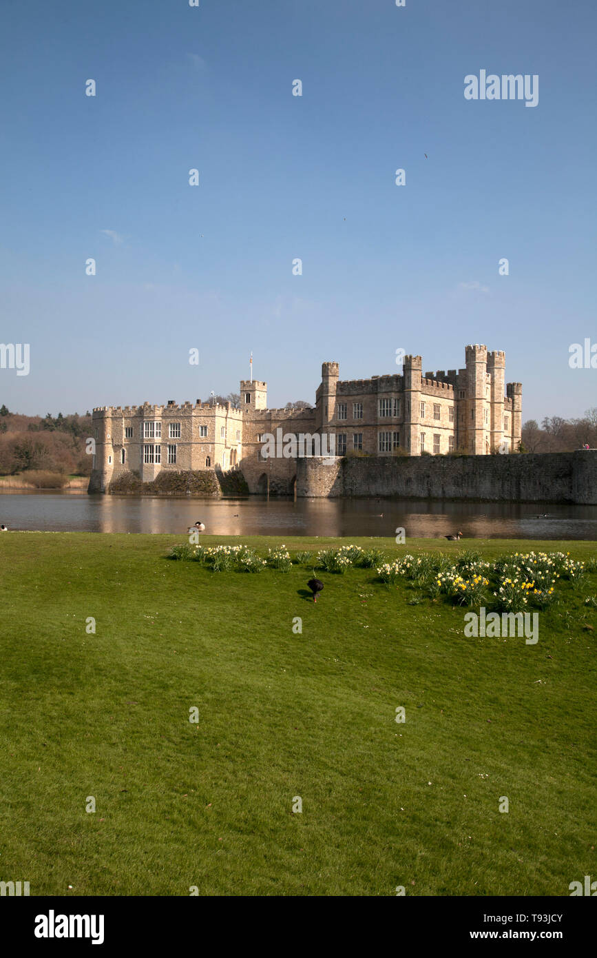 Goose at leeds castle hi-res stock photography and images - Alamy