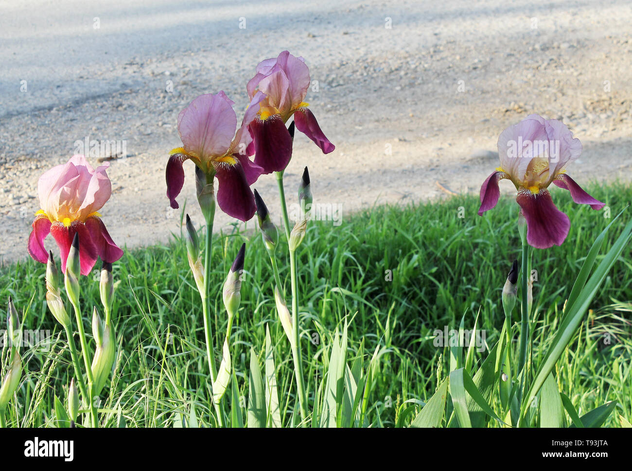 The iris flower. Beautiful purple flower in bloom on a crisp spring ...