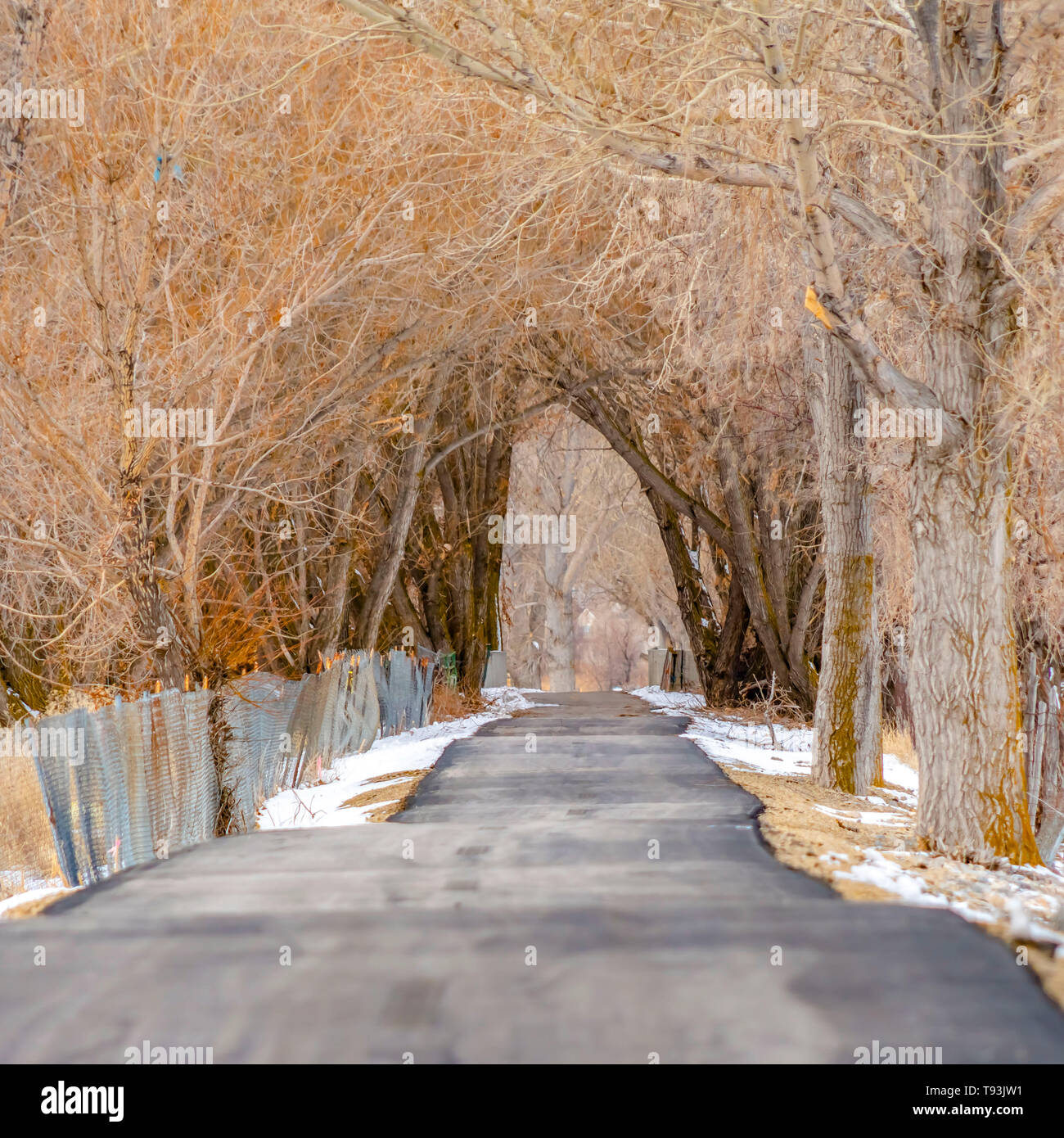 Square Road under a canopy of leafless branches from the row of tall ...