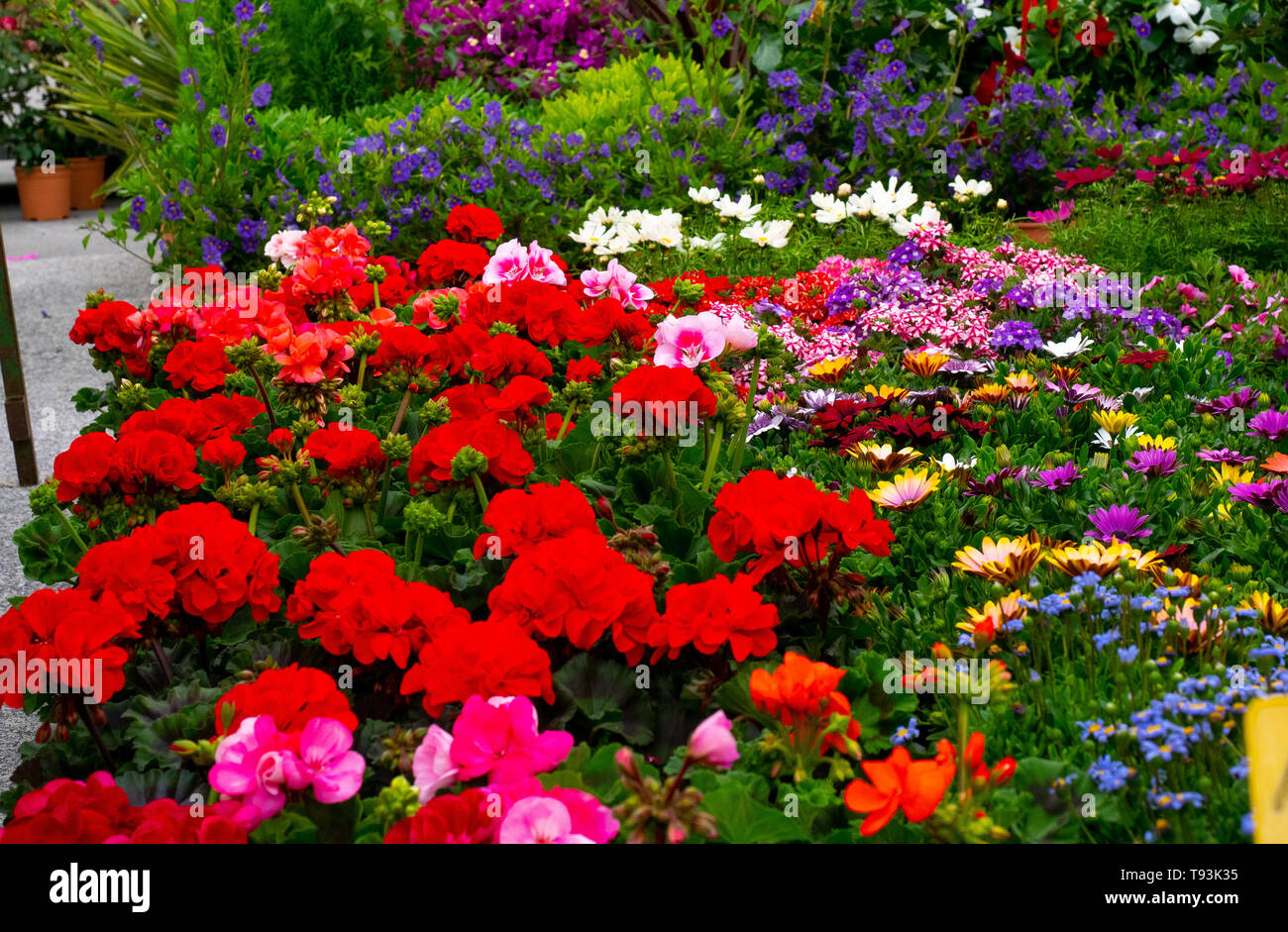 Different species present hi-res stock photography and images - Alamy