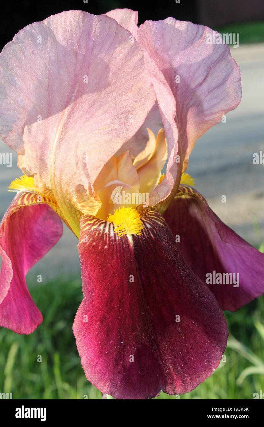 The iris flower. Beautiful purple flower in bloom on a crisp spring ...
