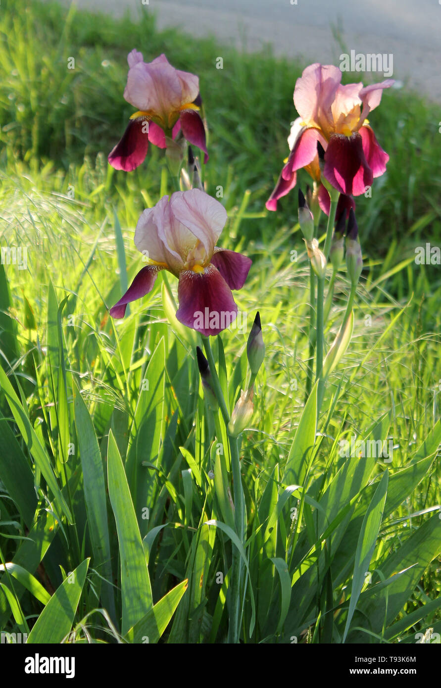The iris flower. Beautiful purple flower in bloom on a crisp spring ...