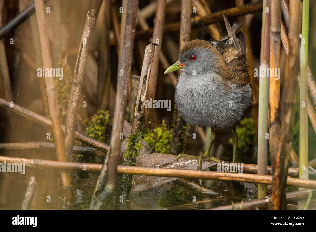 Little crake (Porzana parva). Male. Polesie. Ukraine Stock Photo - Alamy