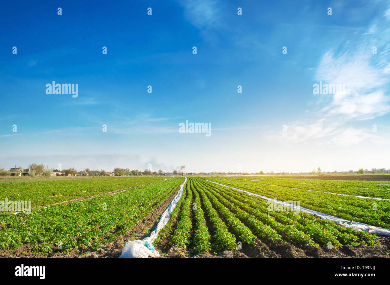 Vegetable field hi-res stock photography and images - Alamy
