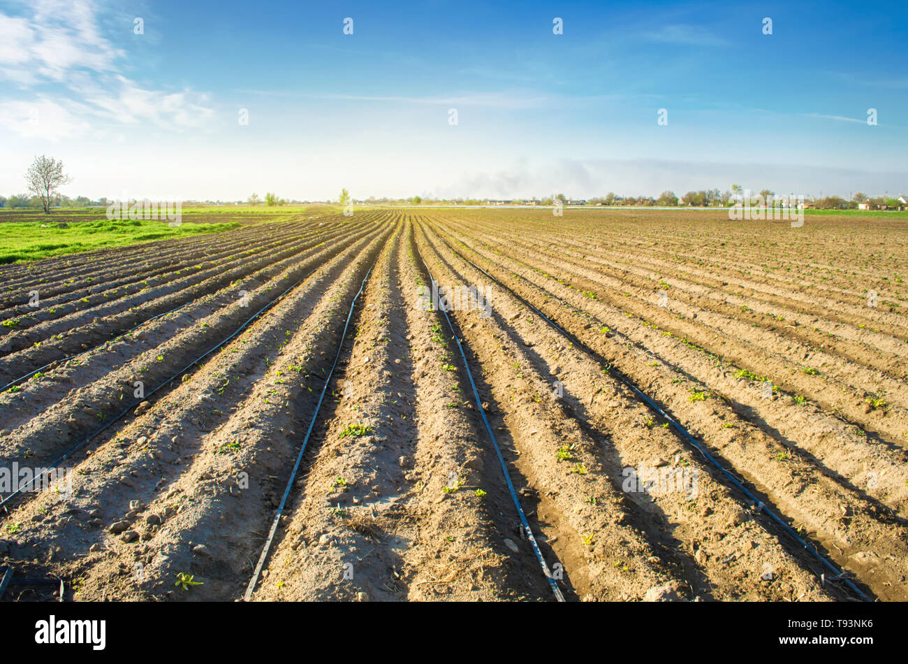 Rows of young potatoes grow in the field. Drip irrigation. Agriculture ...