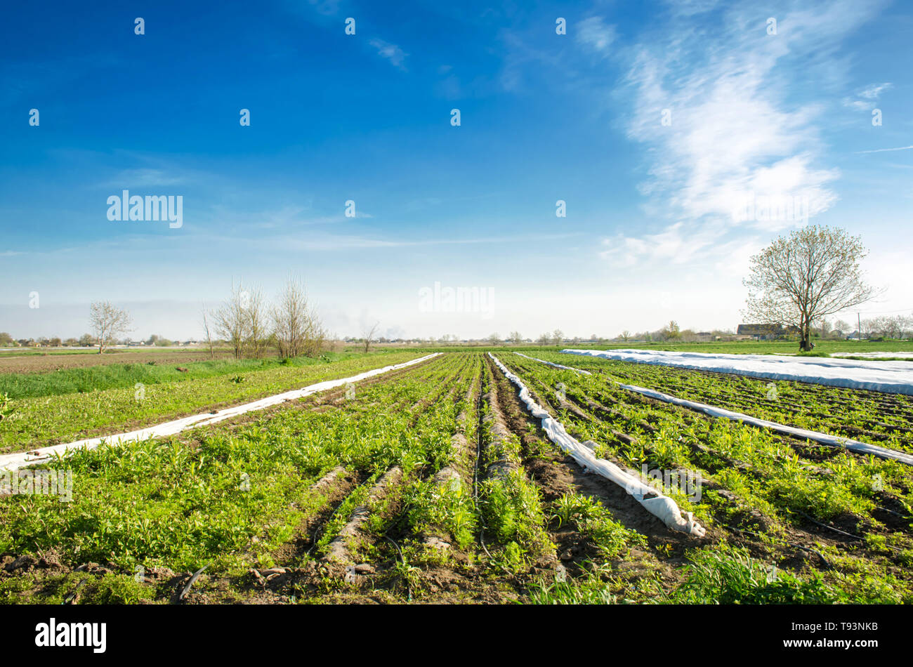 Improper care of the crop. Growing vegetables. Weeds and grass in ...