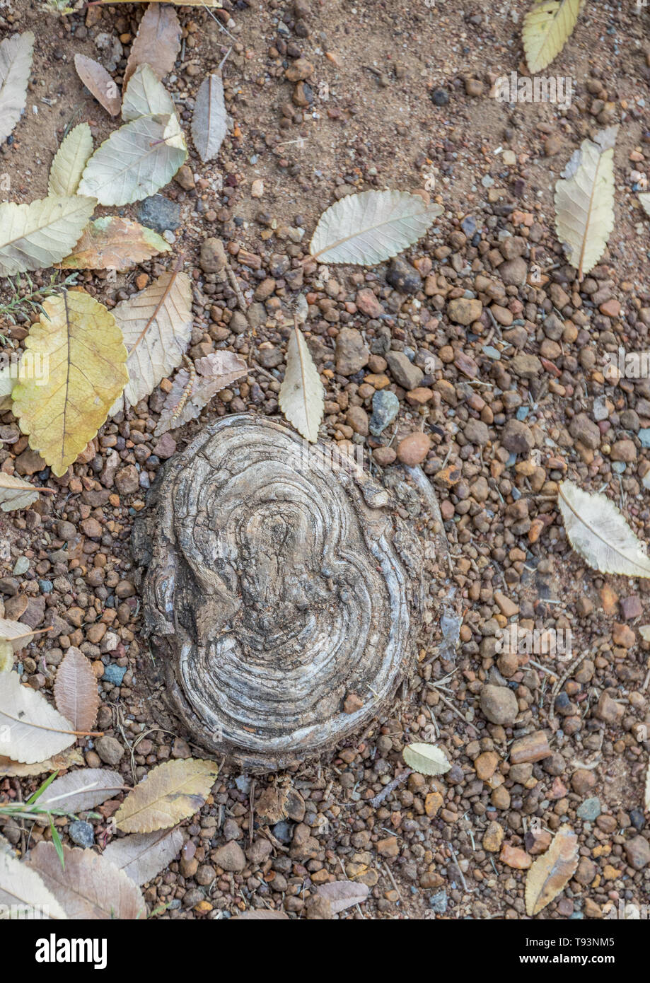 Strange shapes formed in nature by tree roots exposed above the ground ...
