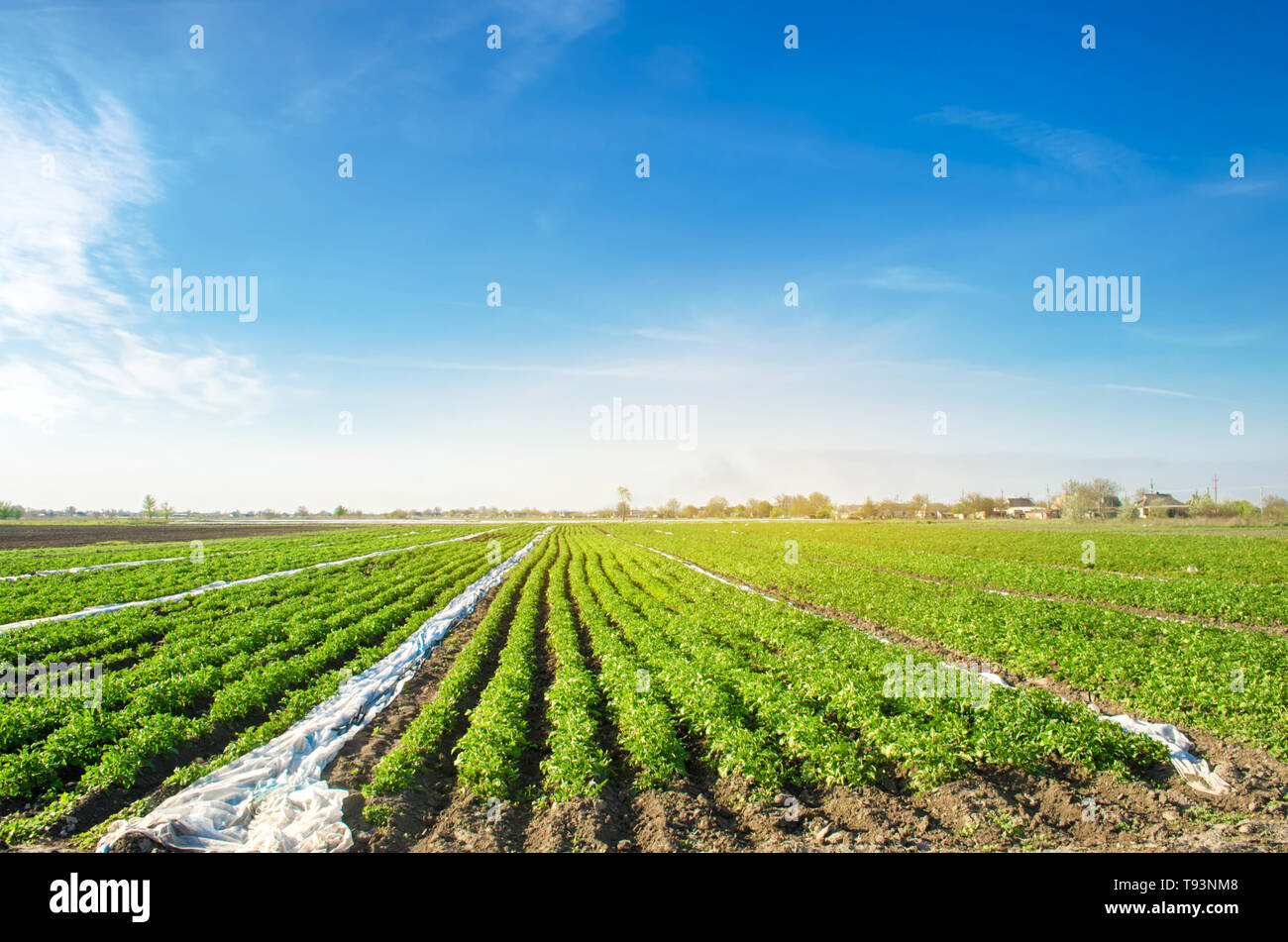 Potato plantations are grow on the field on a sunny day. Growing ...