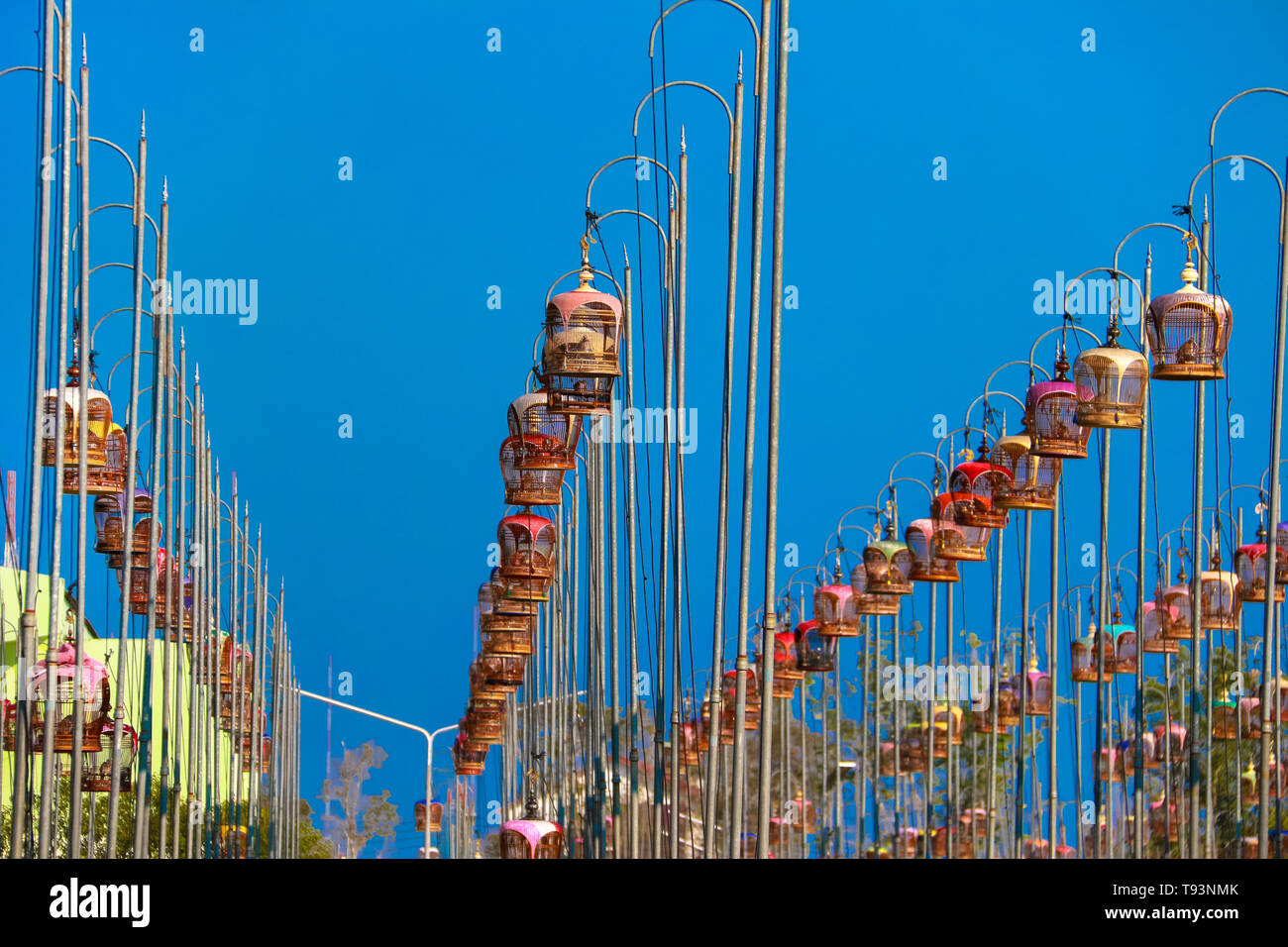 Competition zebra dove bird sound tradition from Southern Thailand ...