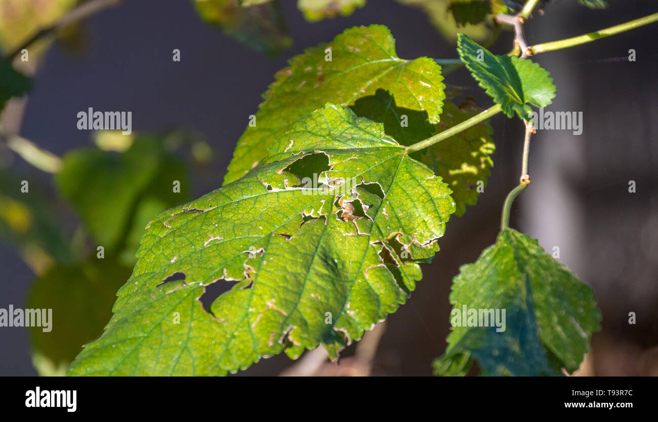 Green mulberry leaves on a tree in a garden damaged by plant-eating ...