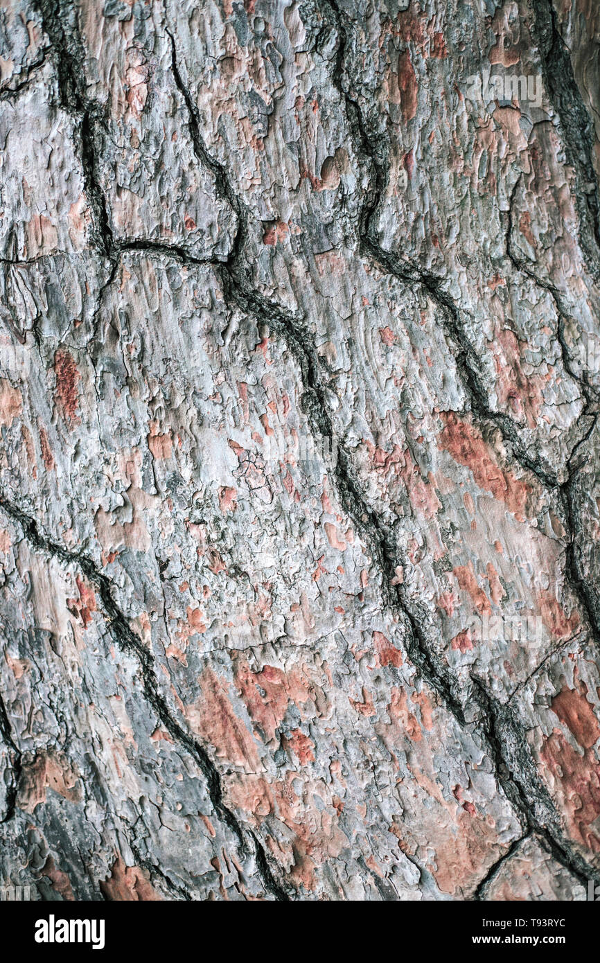 Drawing of dry tree bark hi-res stock photography and images - Alamy