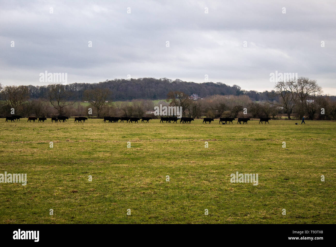 Animals following a man Stock Photo - Alamy