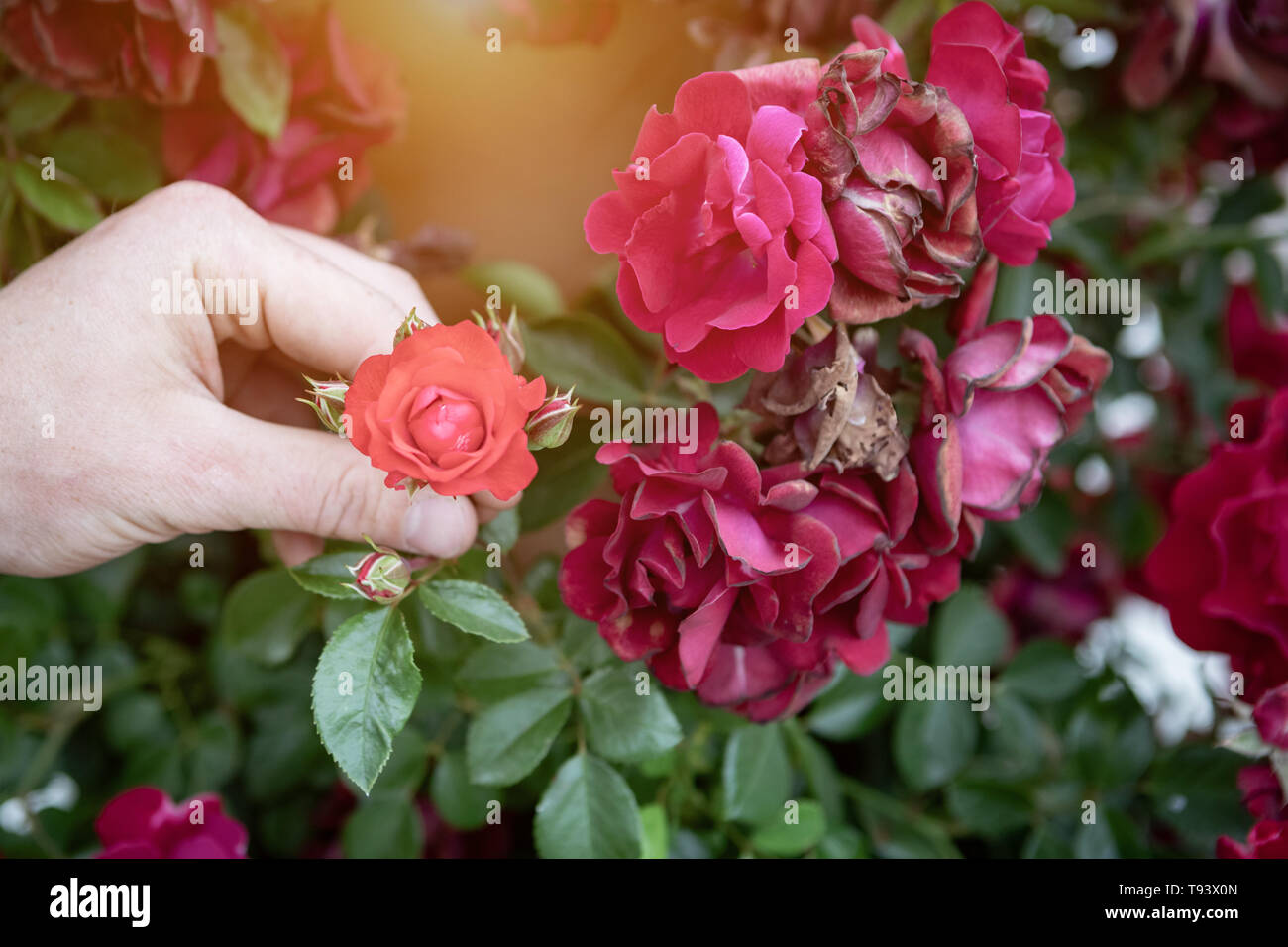 Hand touching fresh white hi-res stock photography and images - Alamy