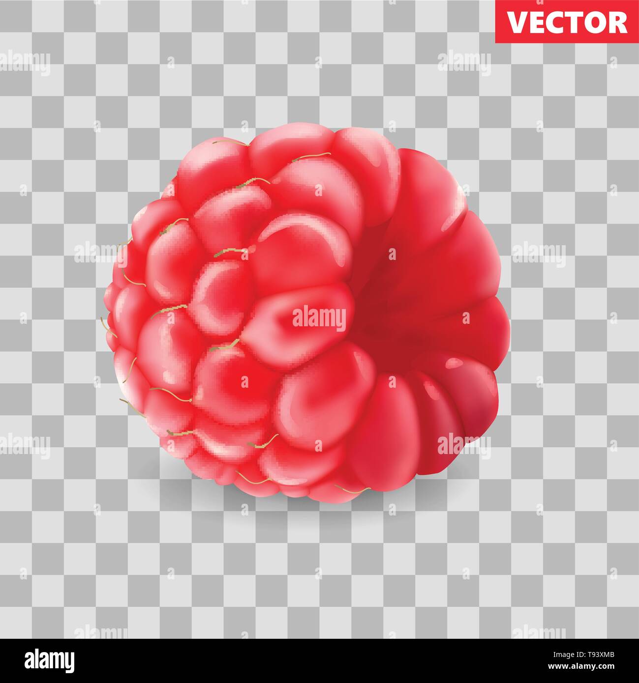 Raspberry. Sweet fruit. 3d vector icon. Realistic illustration Stock ...