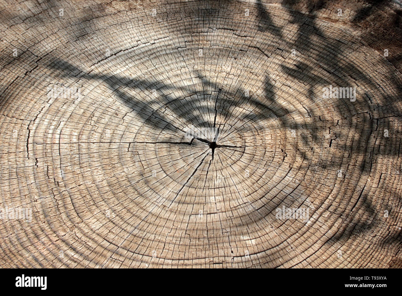 Tree rings texture background Stock Photo - Alamy