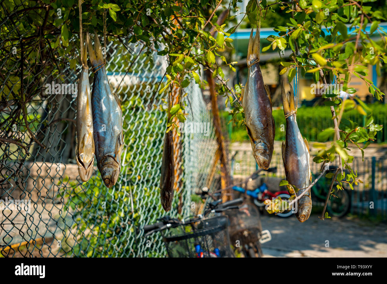 Dried fish hanging on a tree branch Stock Photo - Alamy