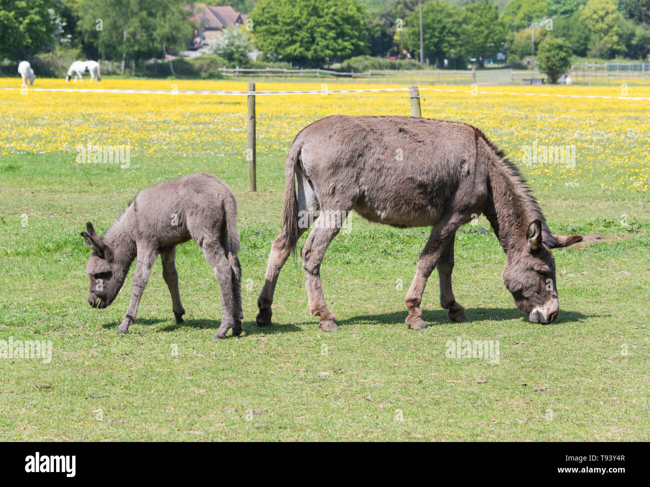 Female donkey with foal Equus asinus Stock Photo - Alamy