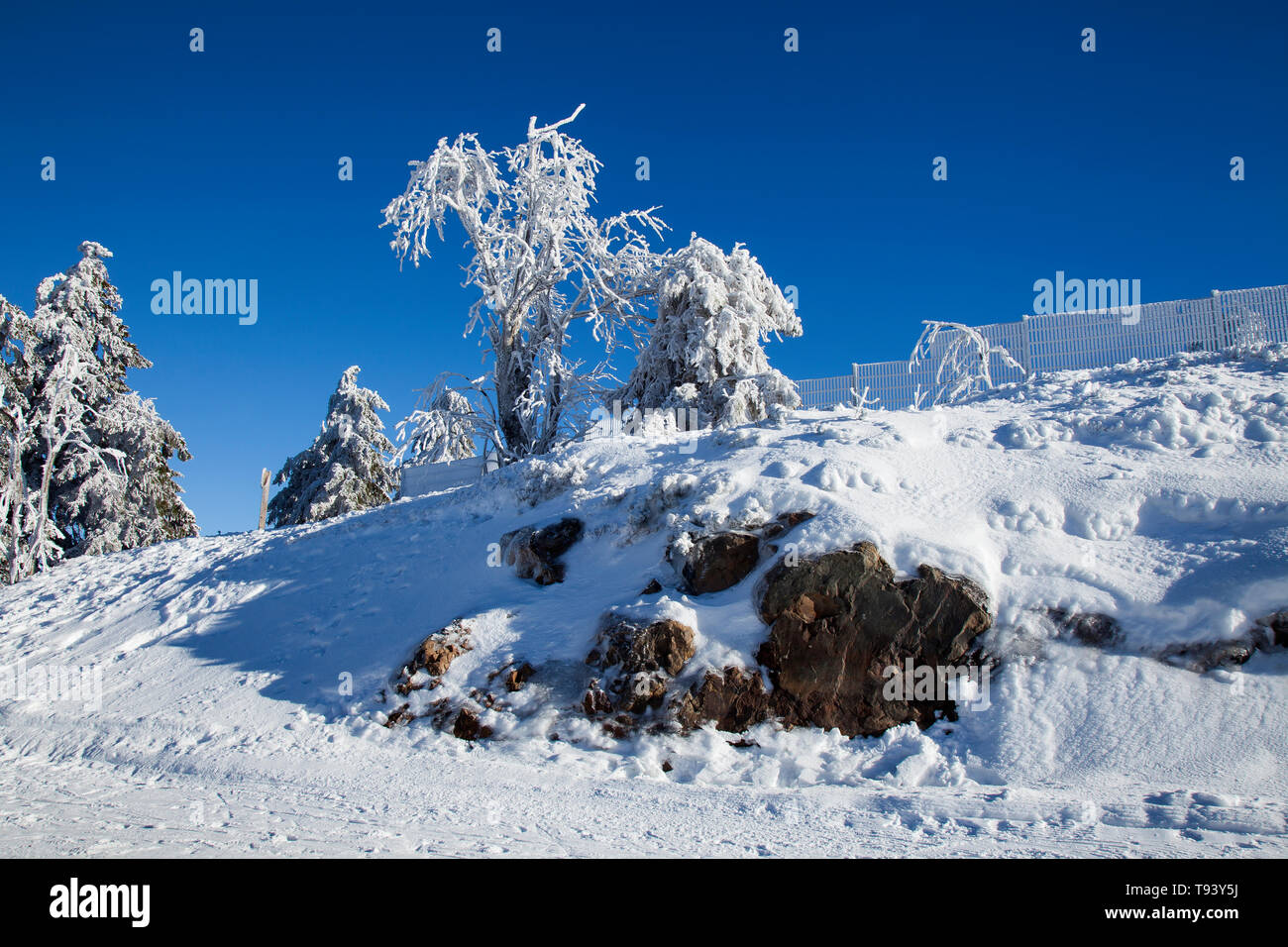 Winter landscape with snowy fir trees on the summit of Wurmberg ...