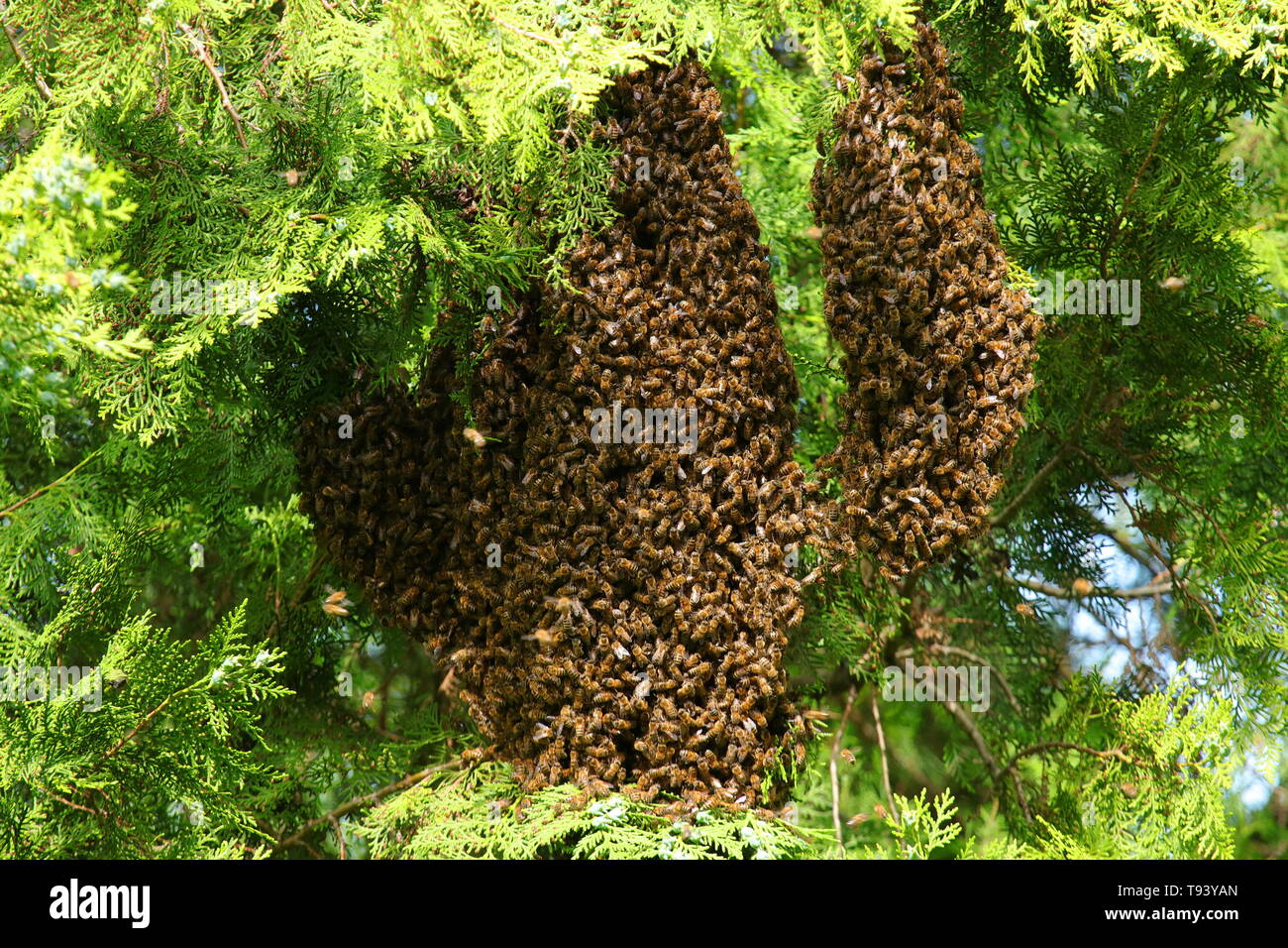 Honey bees swarming on tree Stock Photo - Alamy